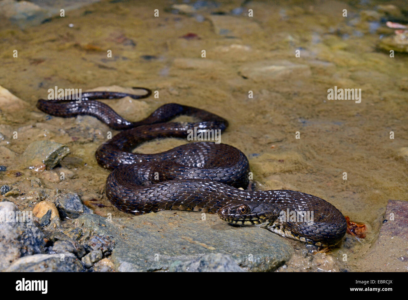 dice snake (Natrix tessellata), winding at a shore, Turkey, Lycia ...