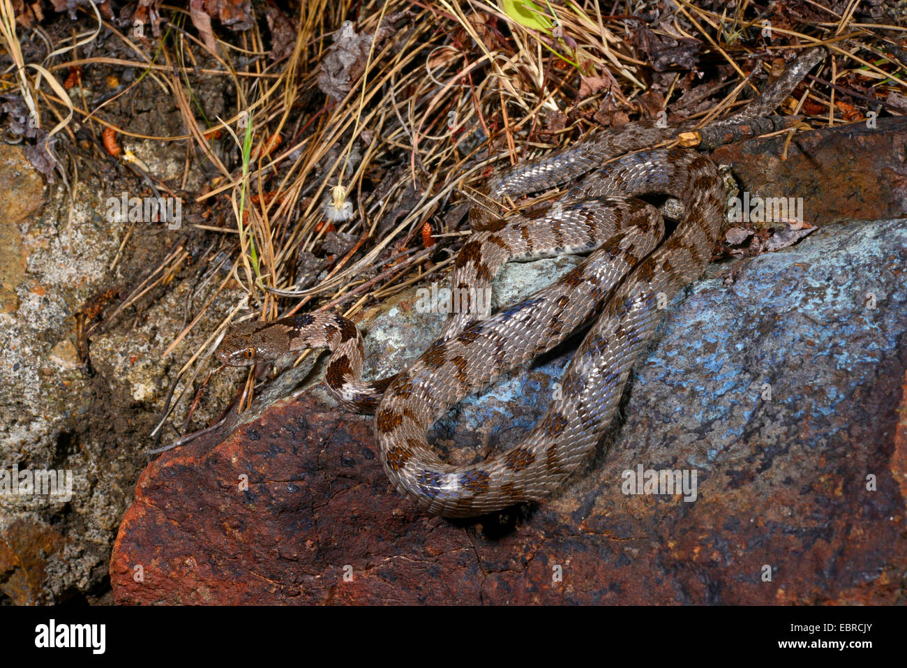 cat snake, European cat snake (Telescopus fallax), young cat snake with ...