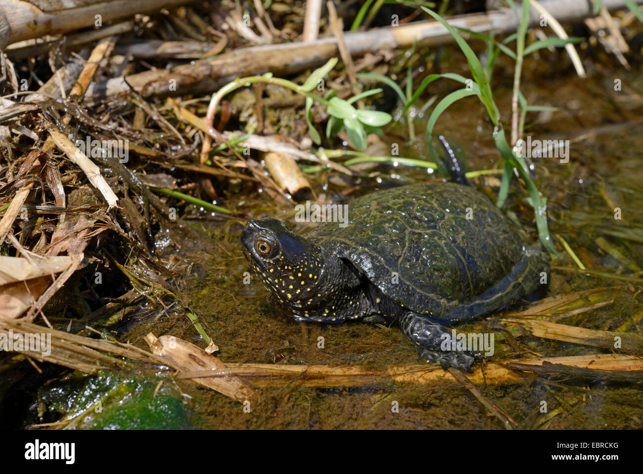 French turtle hi-res stock photography and images - Alamy