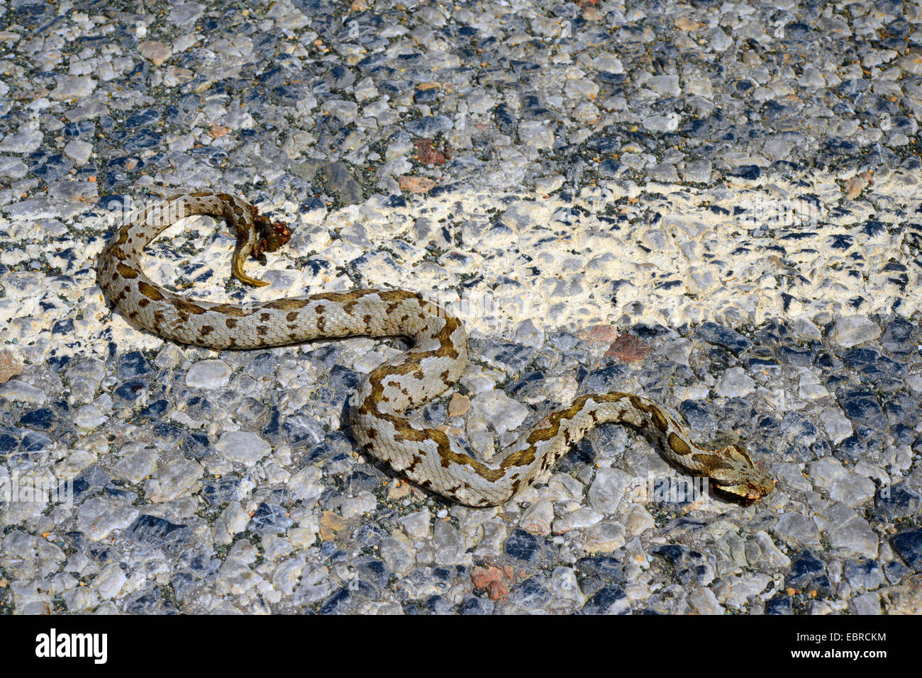 Ottoman viper montivipera xanthina hi-res stock photography and images ...