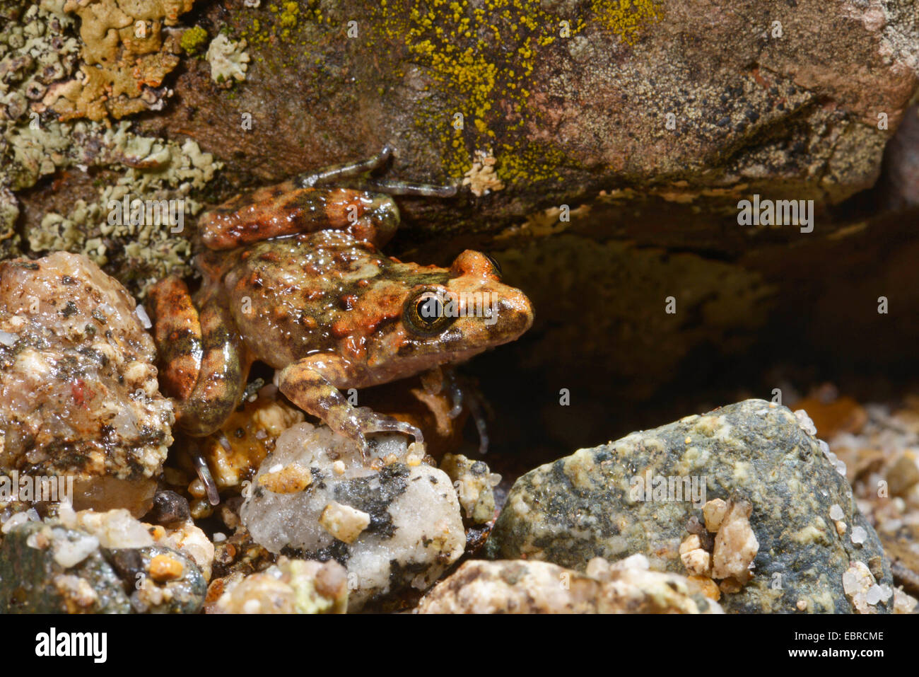 Tyrrhenian painted frog (Discoglossus sardus), shortly after ...