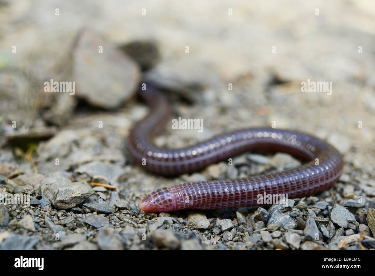 Turkish Worm Lizard, Anatolian Worm Lizard (Blanus strauchi), portrait ...