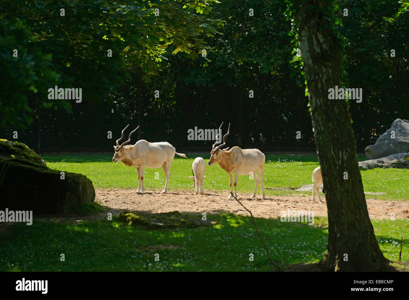 Antelope in enclosure hi-res stock photography and images - Alamy