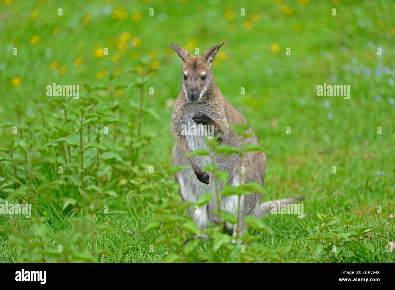 tammar wallaby, dama wallaby (Macropus eugenii), on a meadow in spring ...