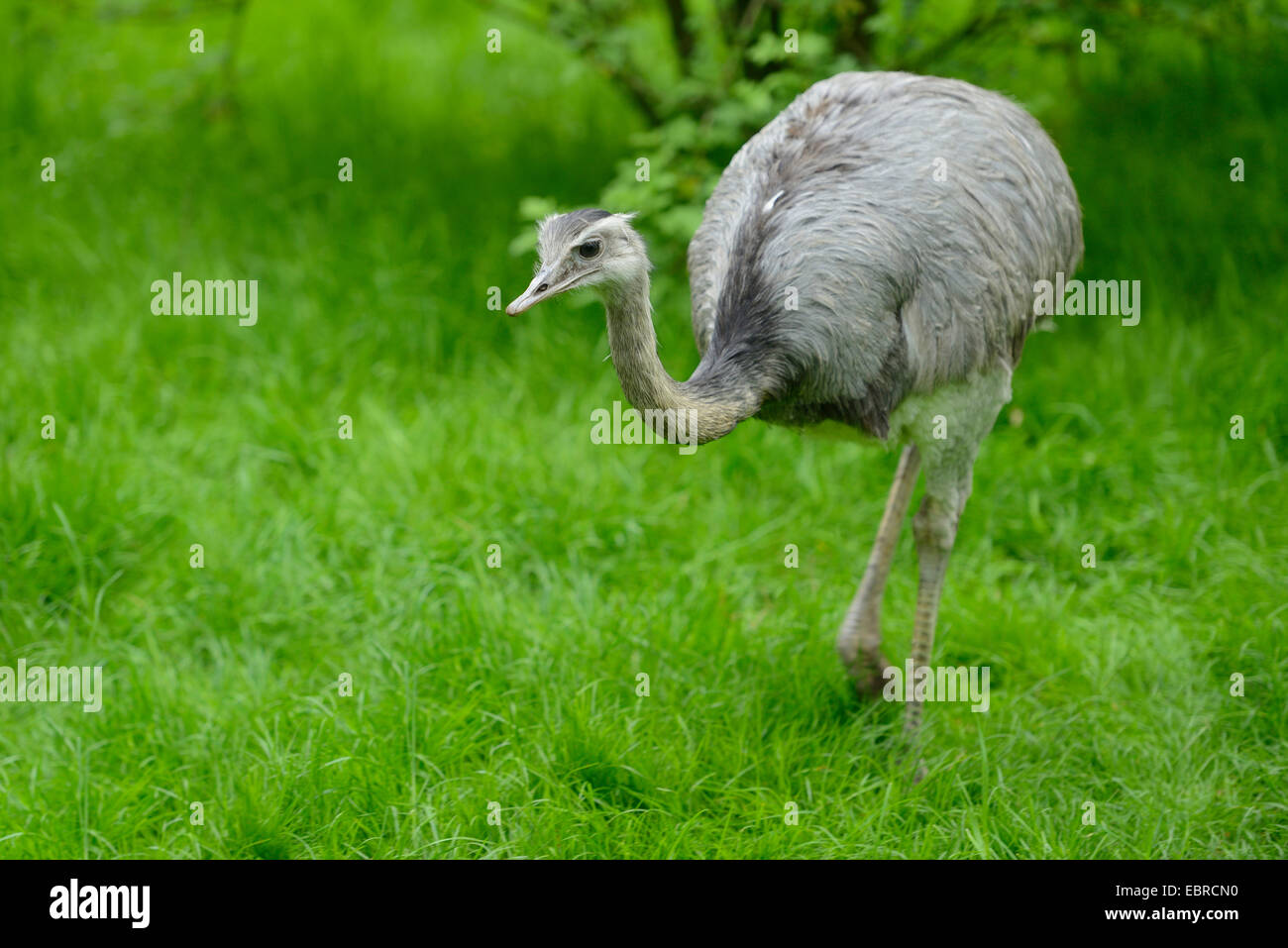 greater rhea (Rhea americana), in a meadow Stock Photo - Alamy