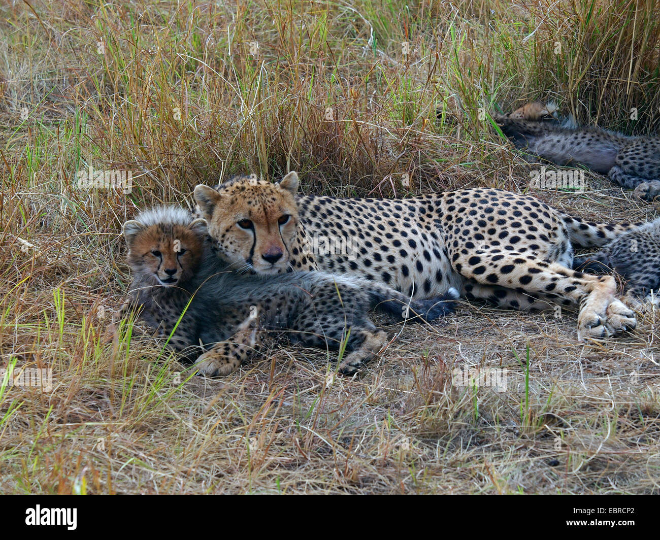 cheetah (Acinonyx jubatus), female with pups resting, Kenya, Masai Mara ...