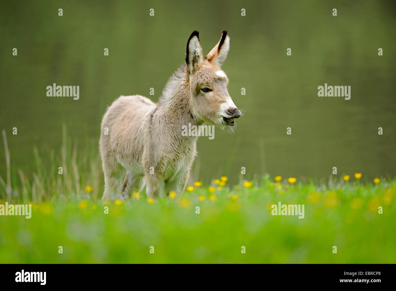 domestic donkey (Equus asinus f. asinus), donkey foal standing in a ...