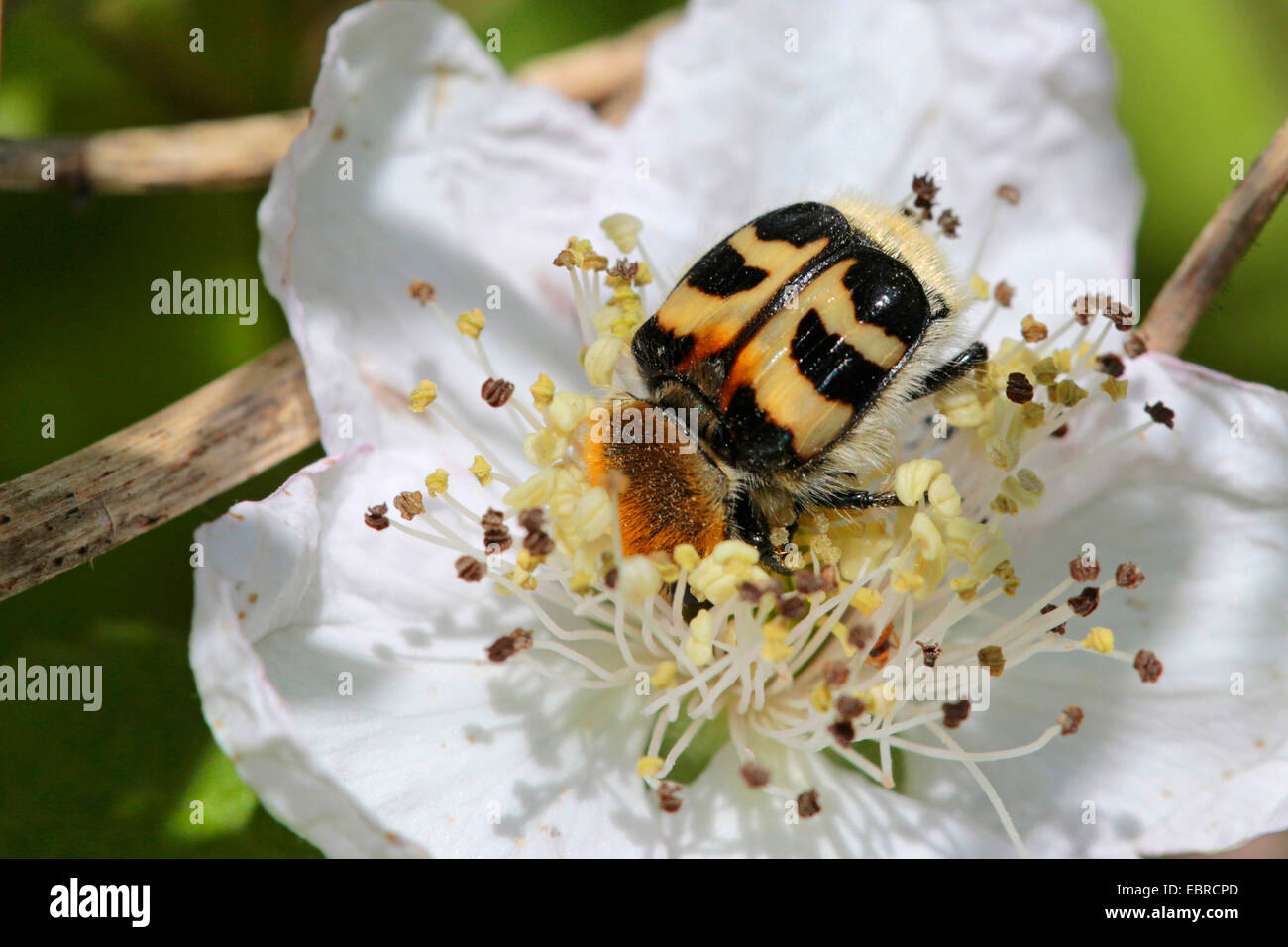 bee chafer, bee beetle (Trichius fasciatus), sitting on a white flower ...