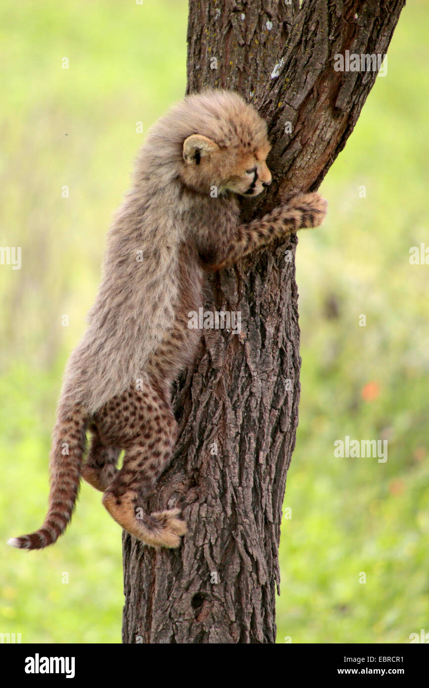 Cheetahs climbing hi-res stock photography and images - Alamy