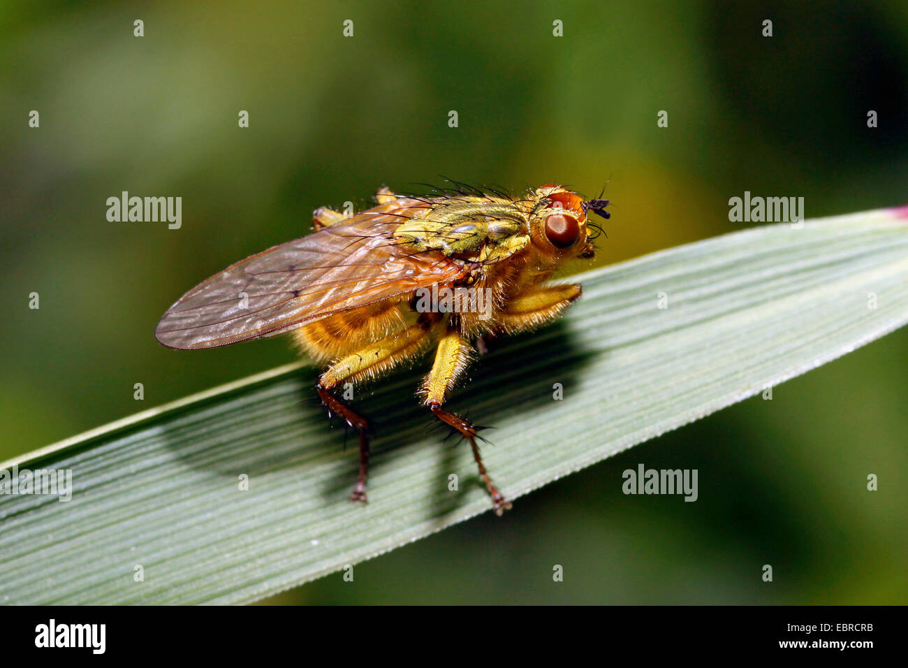 Yellow dungfly, Yellow dung fly, Golden dung fly (Scathophaga ...