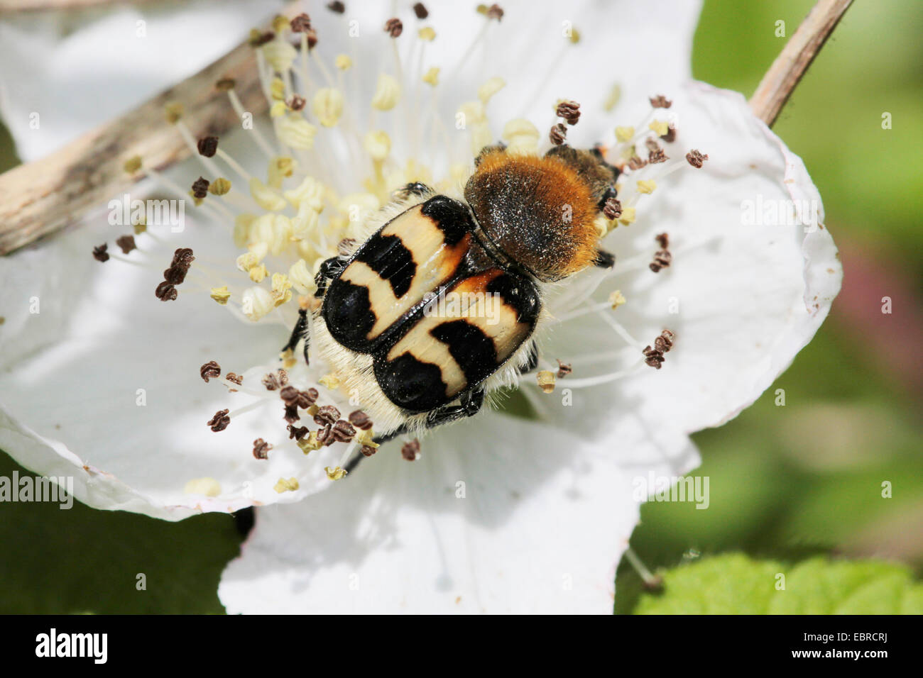 bee chafer, bee beetle (Trichius fasciatus), sitting on a white flower ...