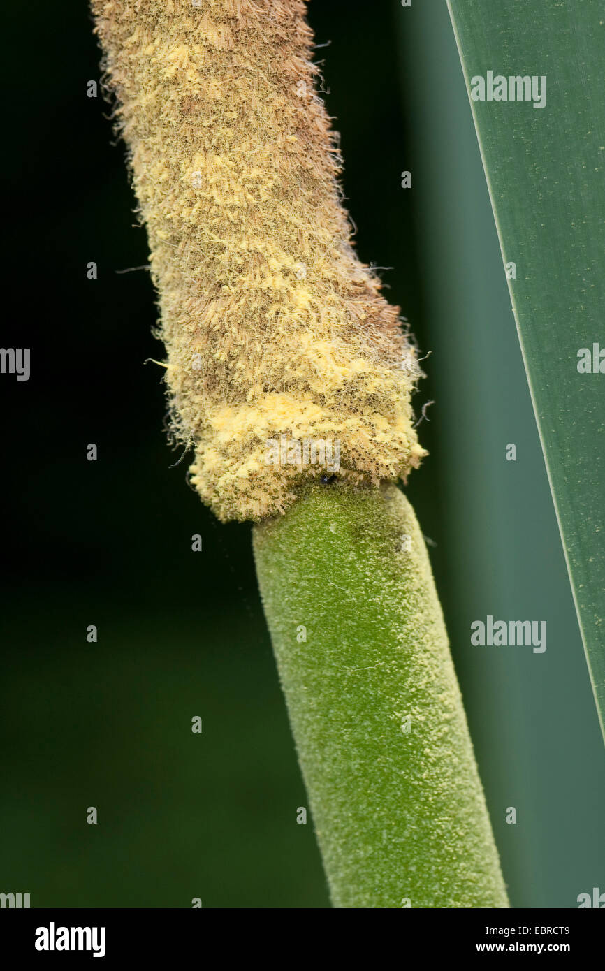 Male cattail hi-res stock photography and images - Alamy
