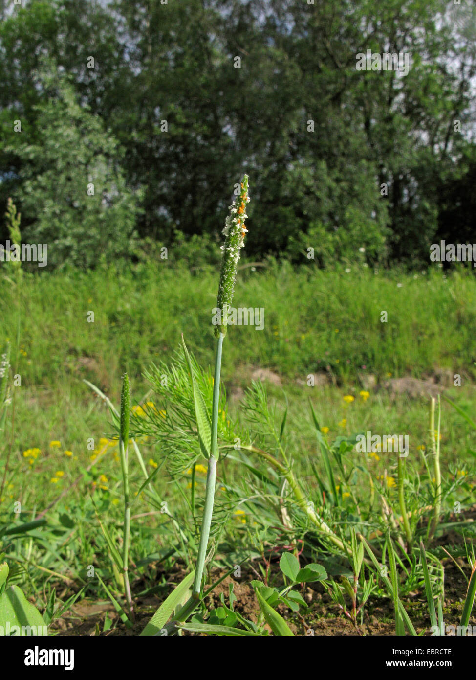 Swamp foxtail grass hi-res stock photography and images - Alamy