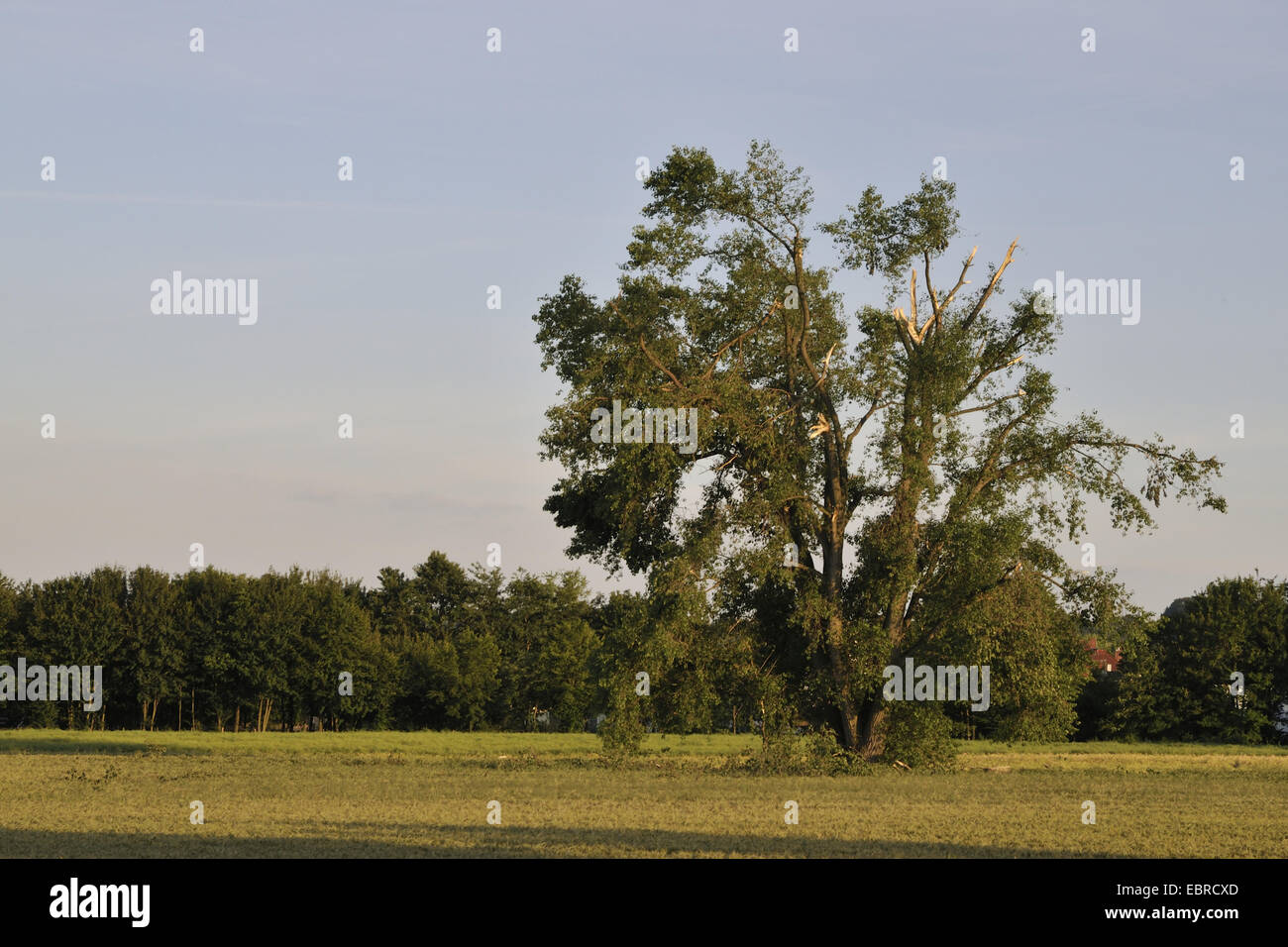 Single Tree In A Field During A Storm
