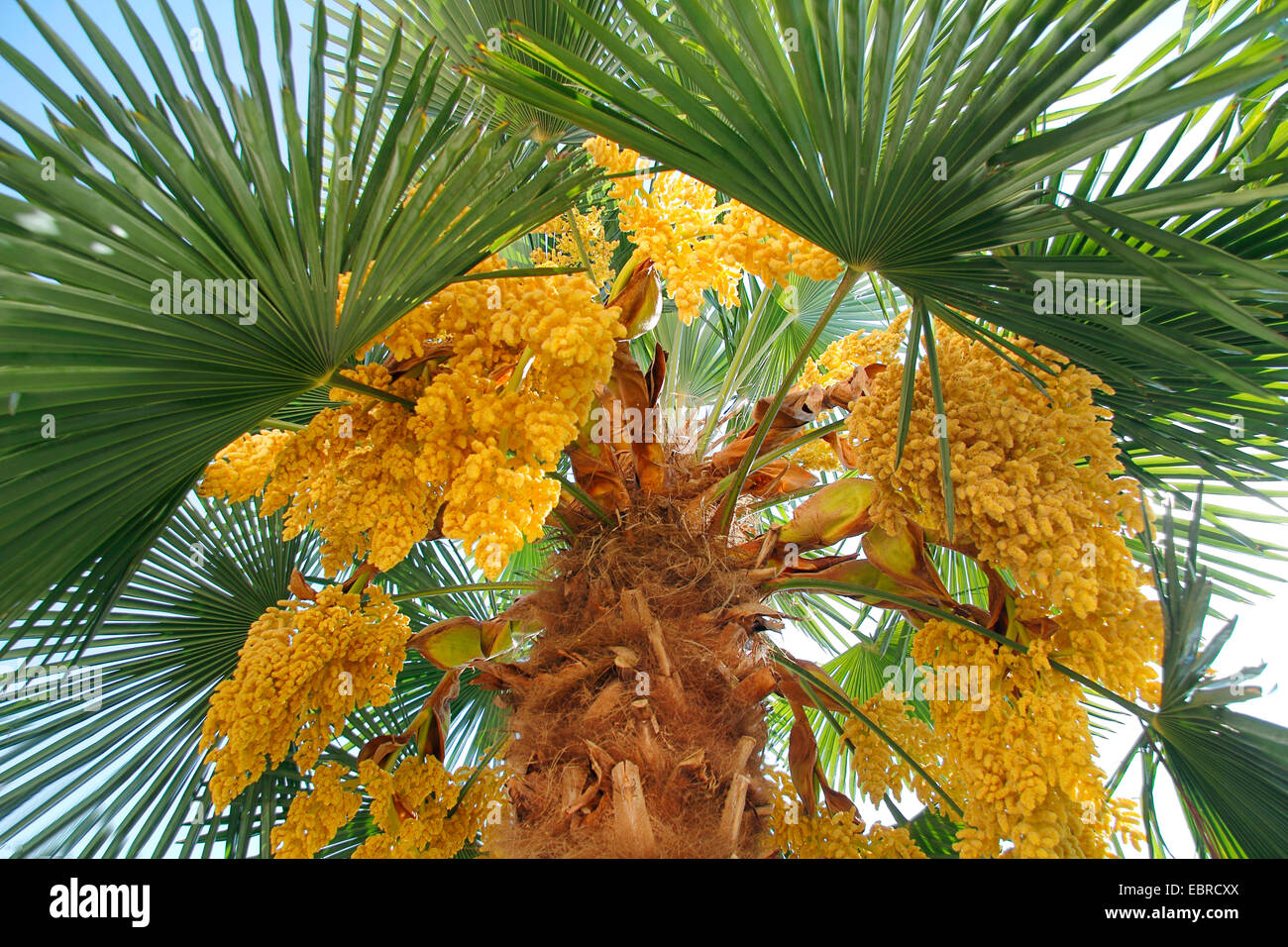 Hemp Palm Trachycarpus Fortunei High Resolution Stock Photography and ...