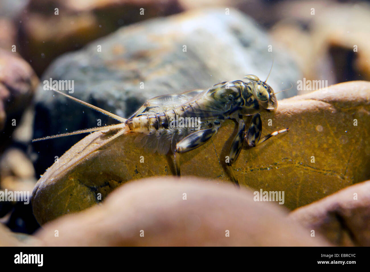 mayflies (Ephemeroptera), larva on a pebble under water, Germany ...