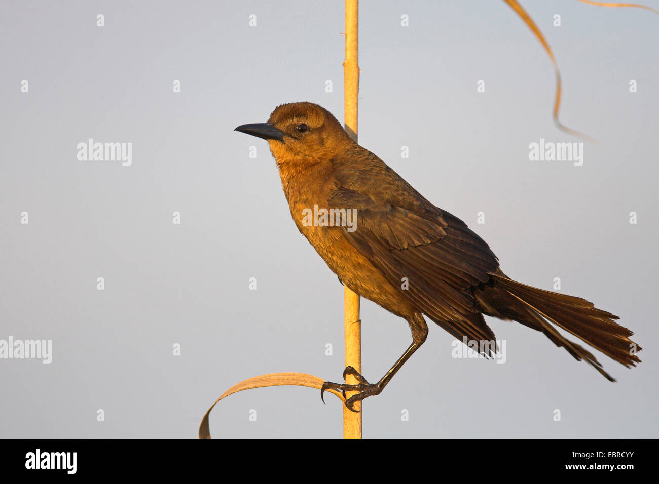 Boat-tailed grackle (Quiscalus major), female sits at a stem, USA ...