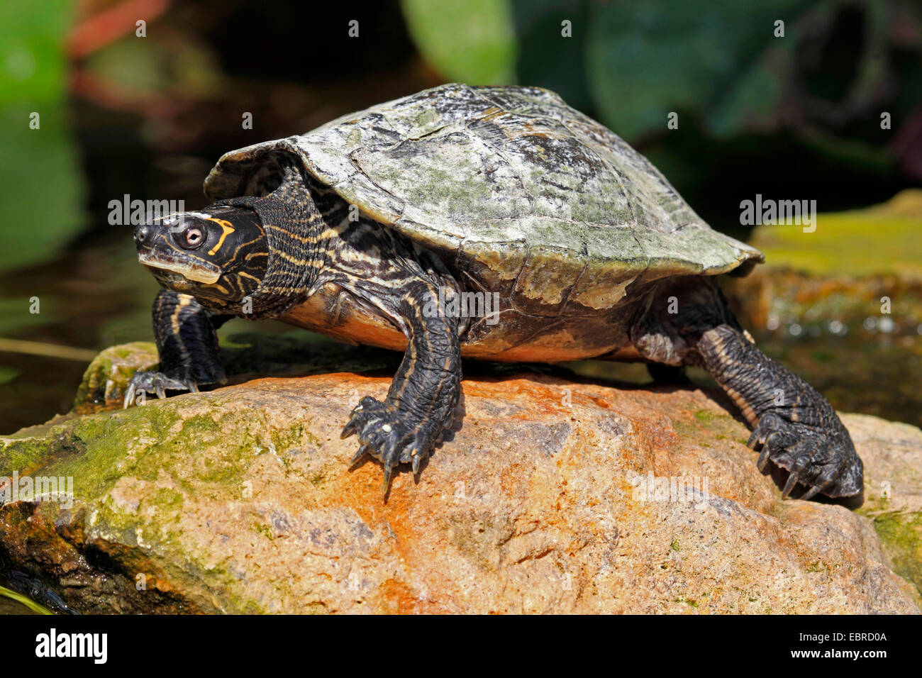 slider, common slider, pond slider, yellow-bellied turtle (Trachemys ...