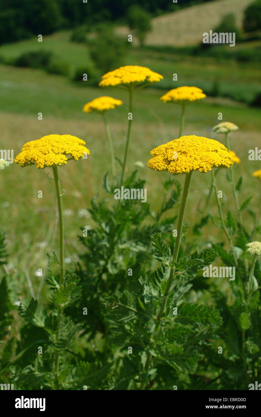Fern-leaf yarrow (Achillea filipendulina), blooming Stock Photo - Alamy