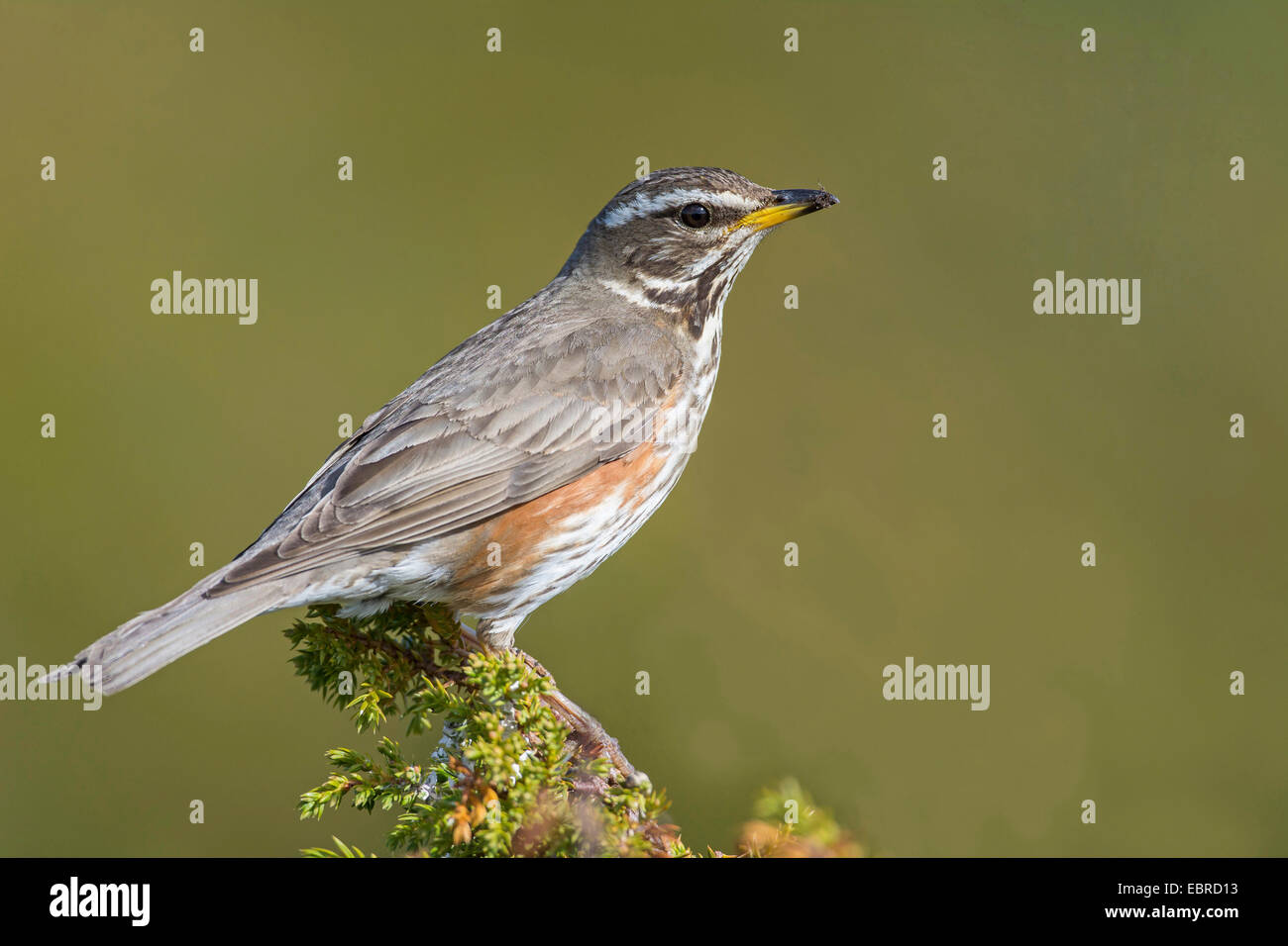Scandinavian thrush hi-res stock photography and images - Alamy
