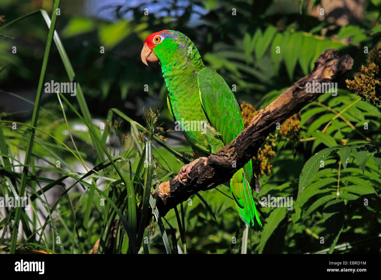 green-cheeked amazon (Amazona viridigenalis), sits on a branch Stock ...