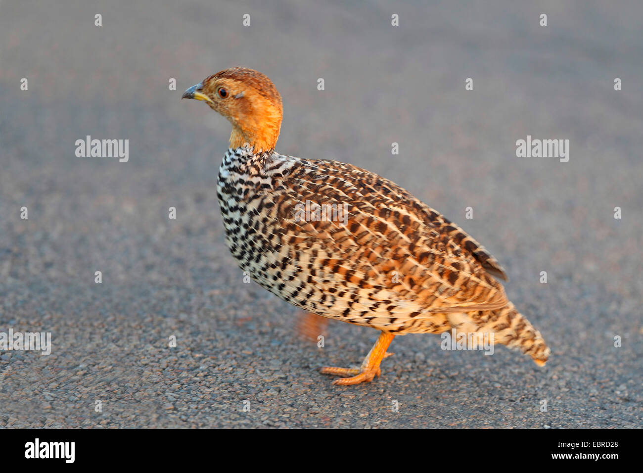 Surface animal hi-res stock photography and images - Alamy