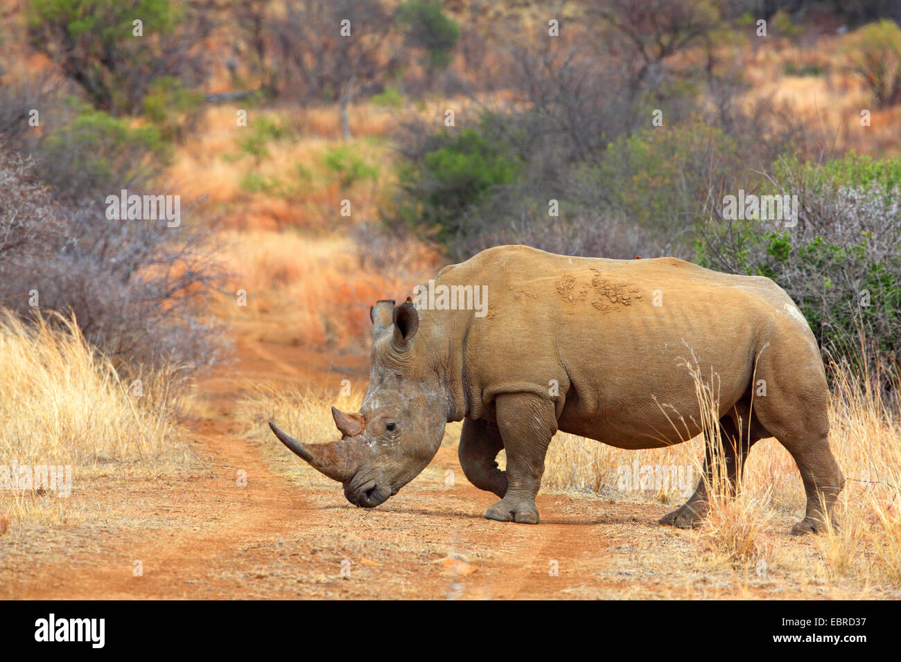 white rhinoceros, square-lipped rhinoceros, grass rhinoceros ...