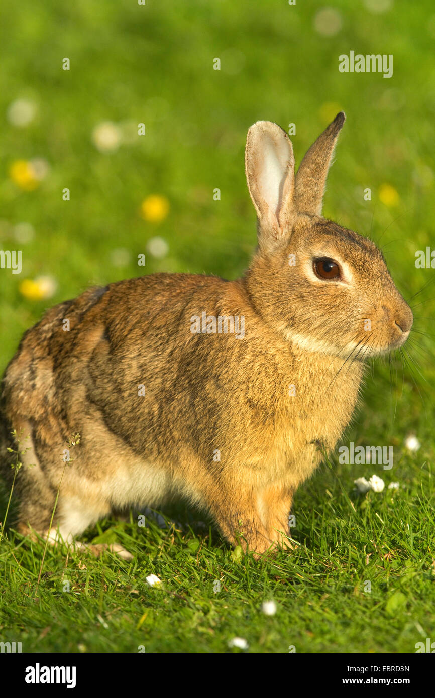 European rabbit (Oryctolagus cuniculus), sitting in a meadow in evening ...