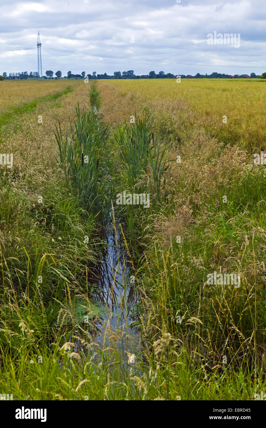 Cattail growing hi-res stock photography and images - Alamy