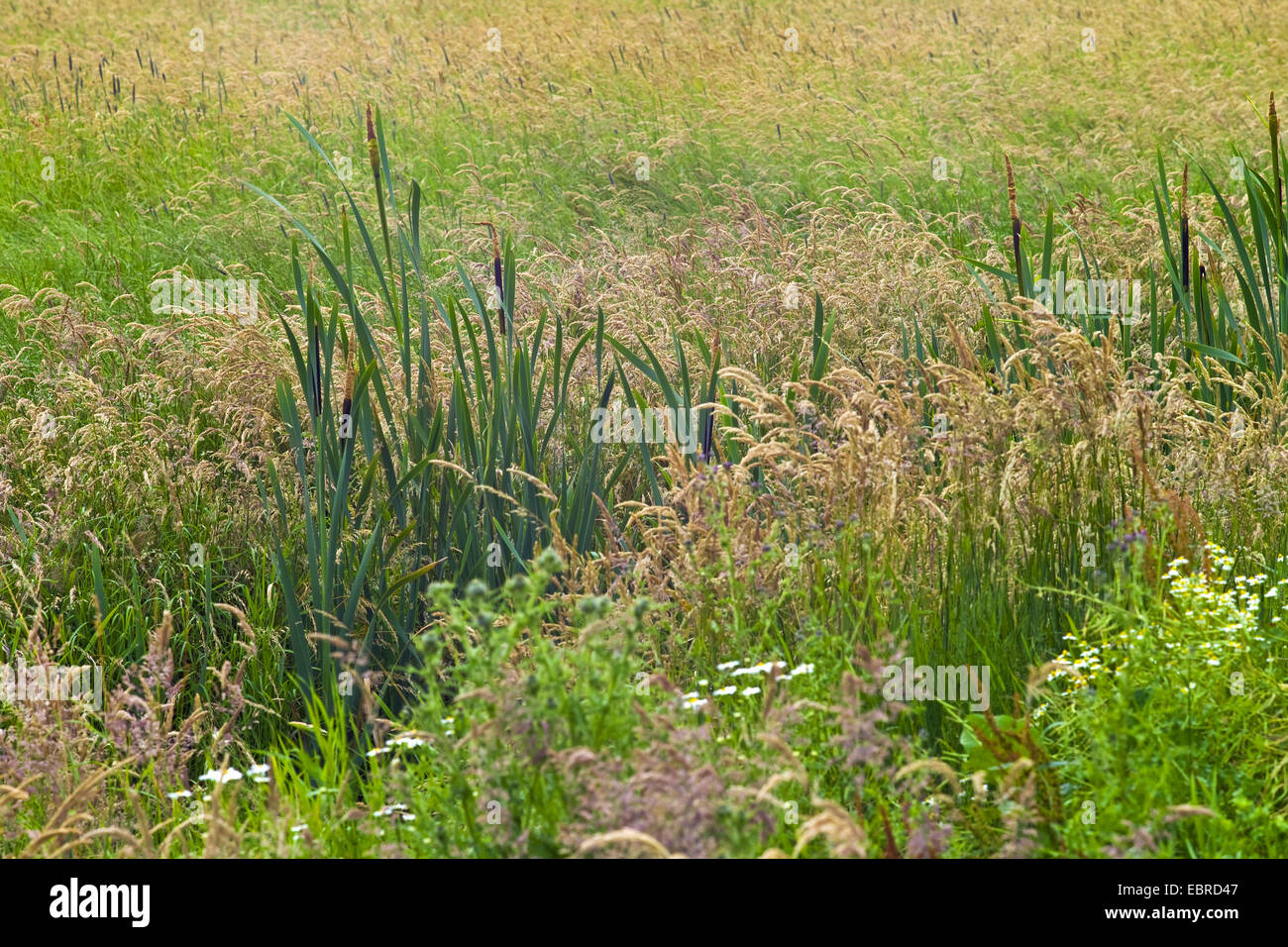 common cattail, broad-leaved cattail, broad-leaved cat's tail, great ...