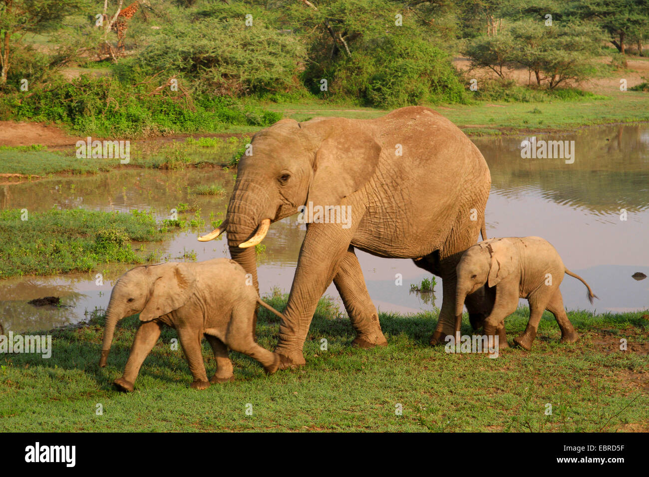 Elephant with two calves hi-res stock photography and images - Alamy