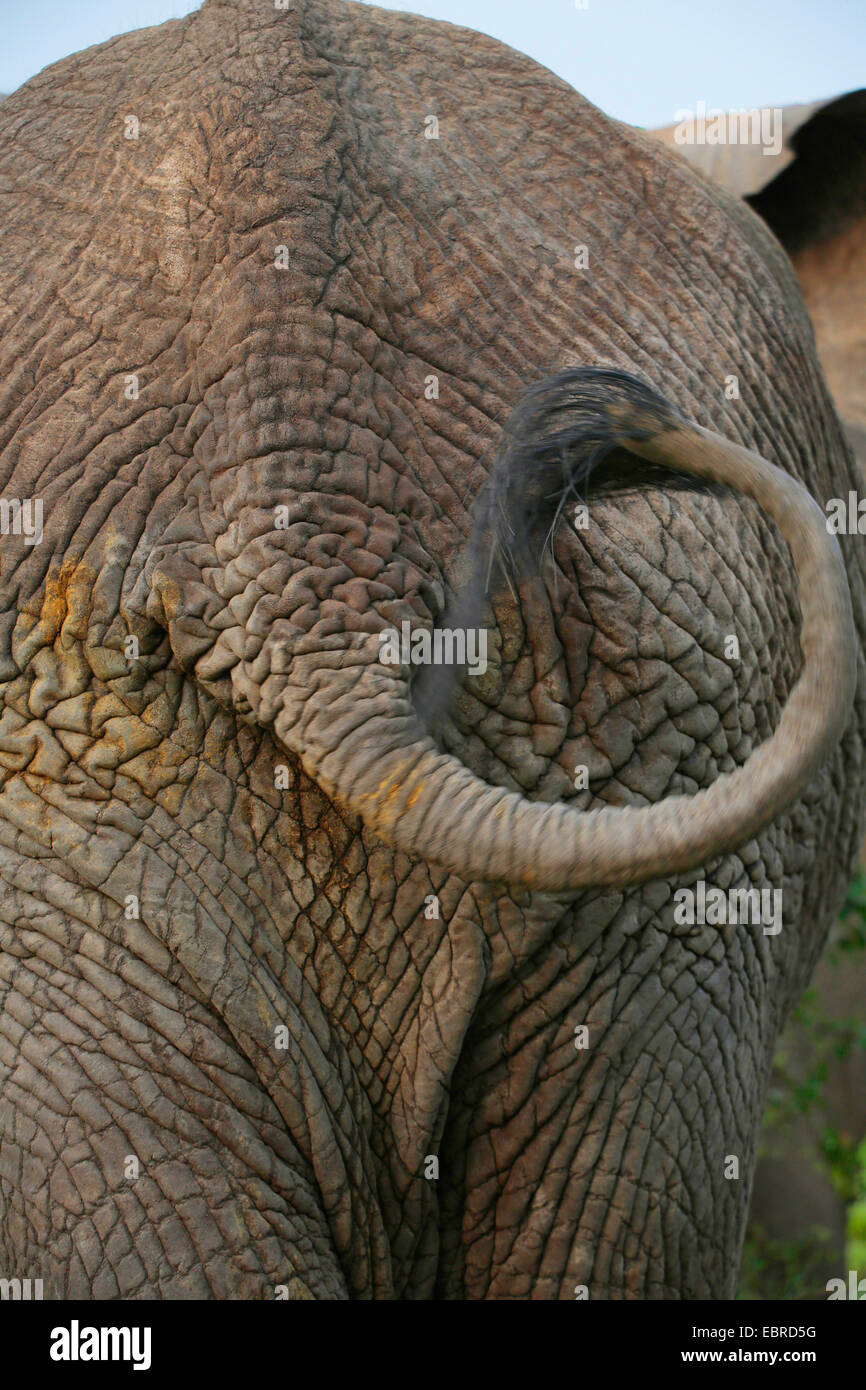 Elephant tails hi-res stock photography and images - Alamy