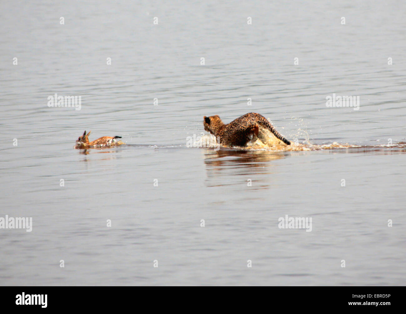 Animal water splash hi-res stock photography and images - Alamy