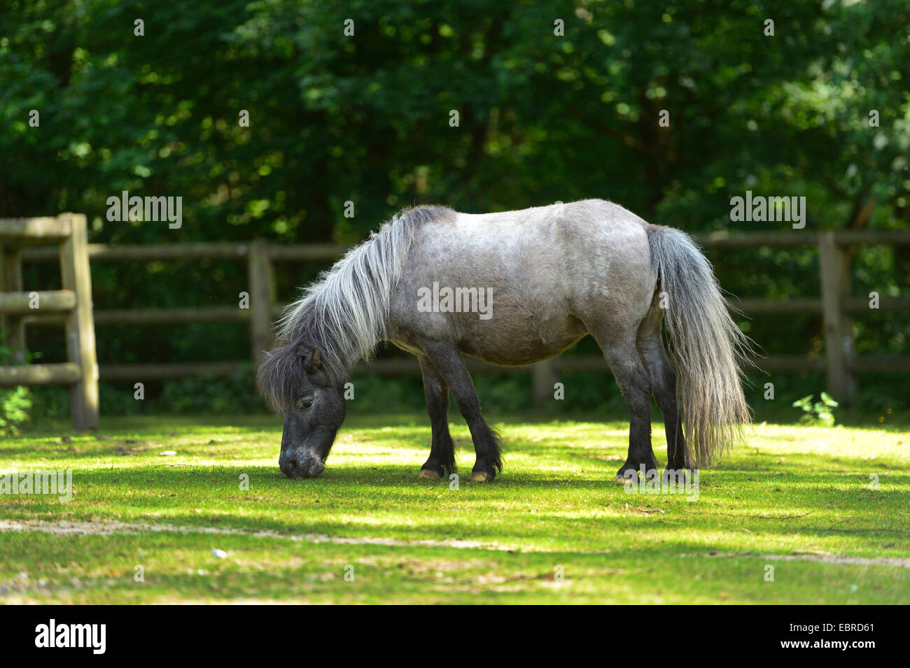 pony (Equus przewalskii f. caballus), grazing on a paddock, Germany ...