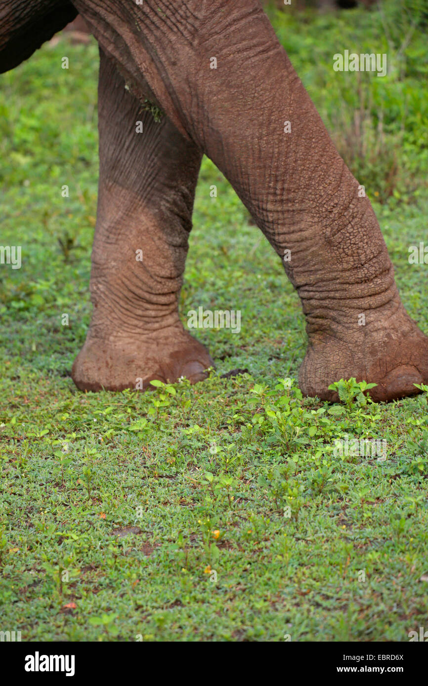 Close african elephant foot hi-res stock photography and images - Alamy