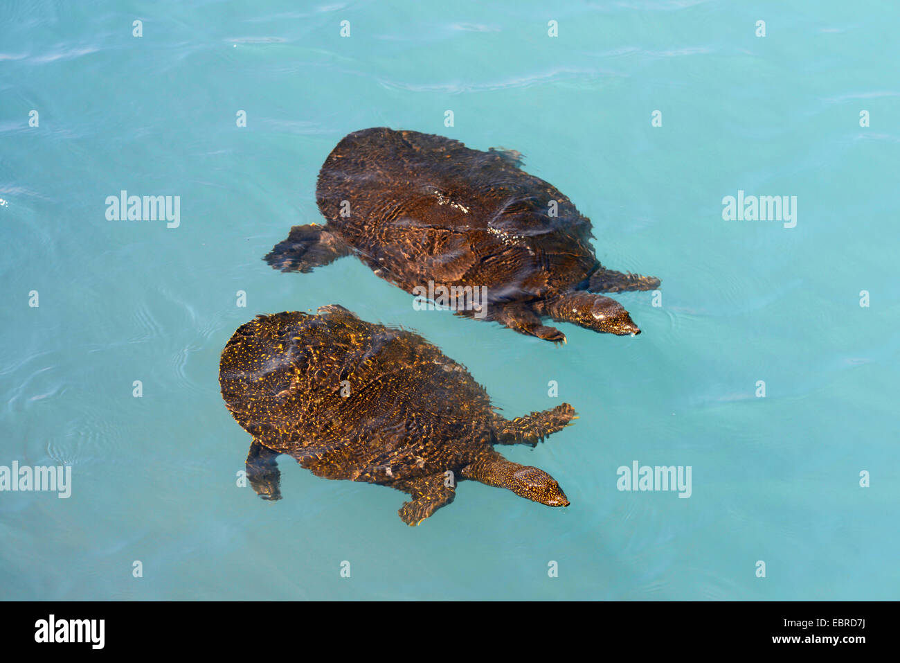 African softshell turtle, Nile softshell turtle (Trionyx triunguis ...
