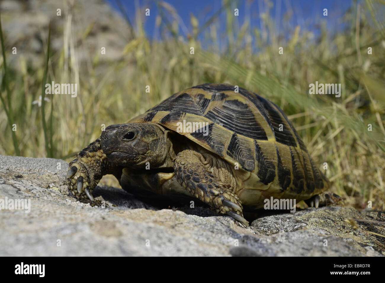 Eurasian Spur-thighed tortoise, Mediterranean spur-thighed tortoise ...