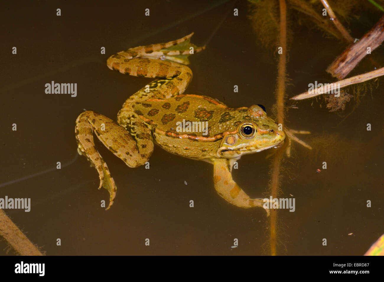 marsh frog, lake frog (Rana ridibunda, Pelophylax ridibundus), floating ...