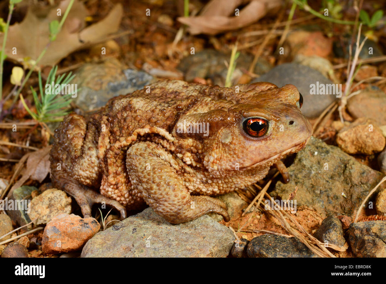 Ground toads hi-res stock photography and images - Alamy