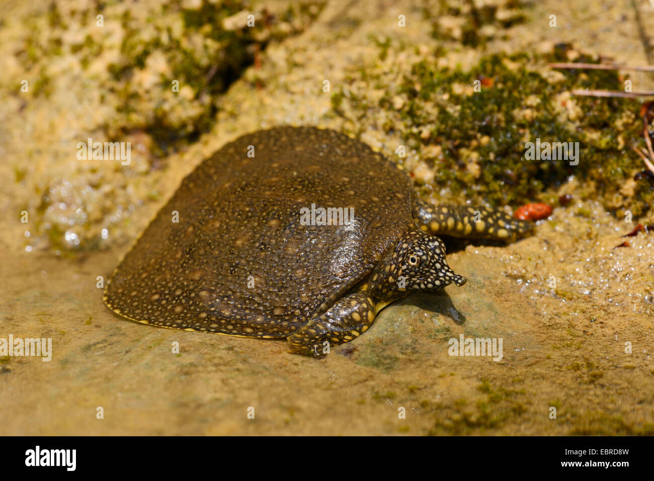 African softshell turtle, Nile softshell turtle (Trionyx triunguis ...