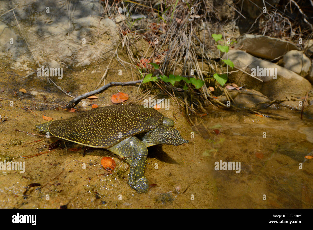 African softshell turtle, Nile softshell turtle (Trionyx triunguis ...