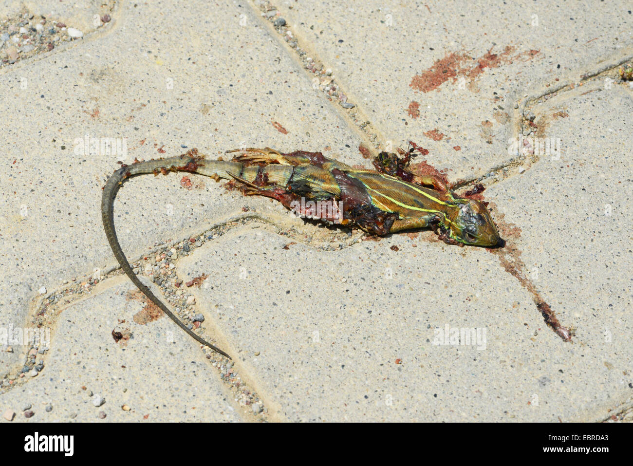 Balkan green lizard, Balkan emerald lizard (Lacerta trilineata ...