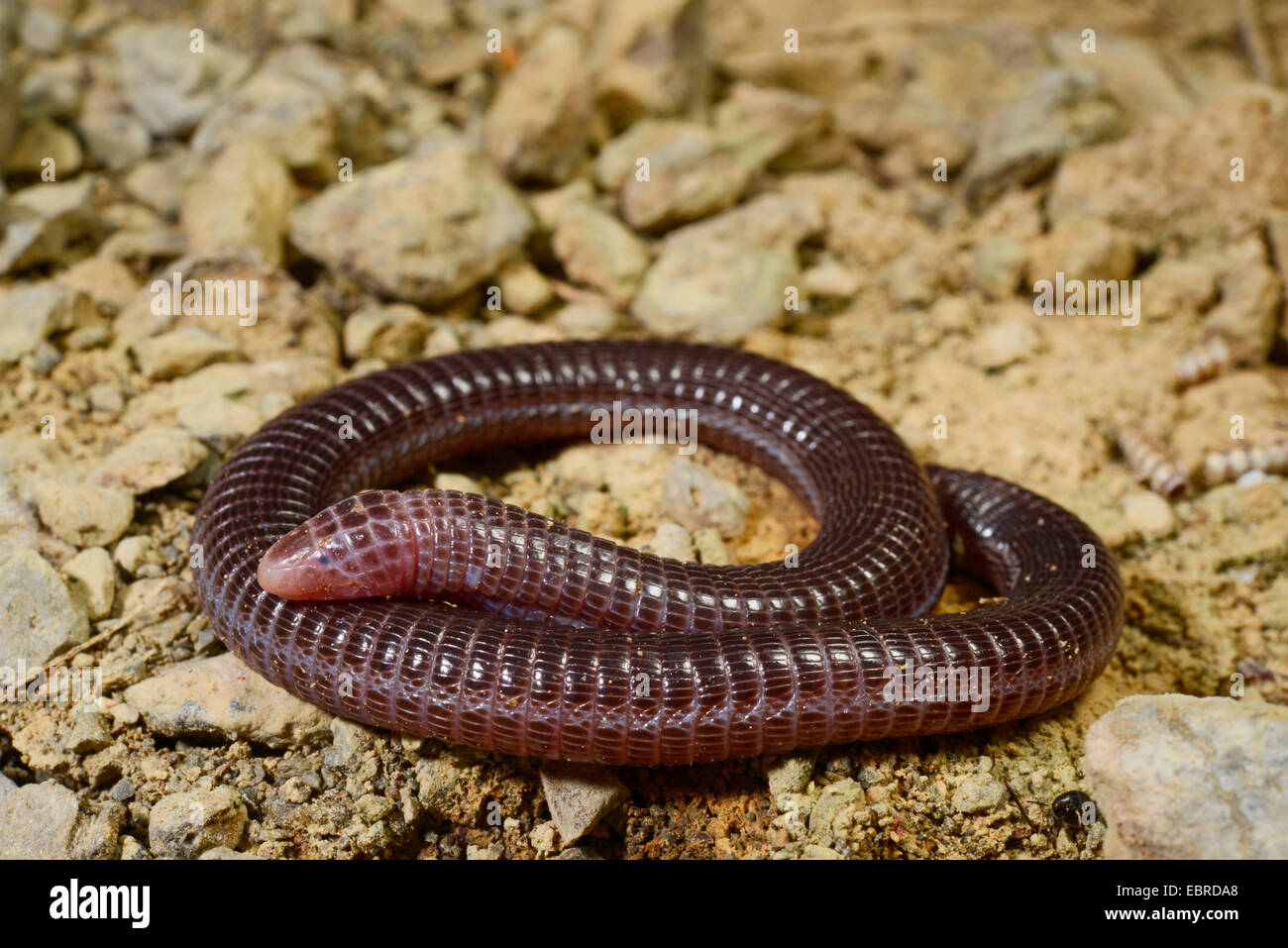 Worm Lizards High Resolution Stock Photography and Images - Alamy