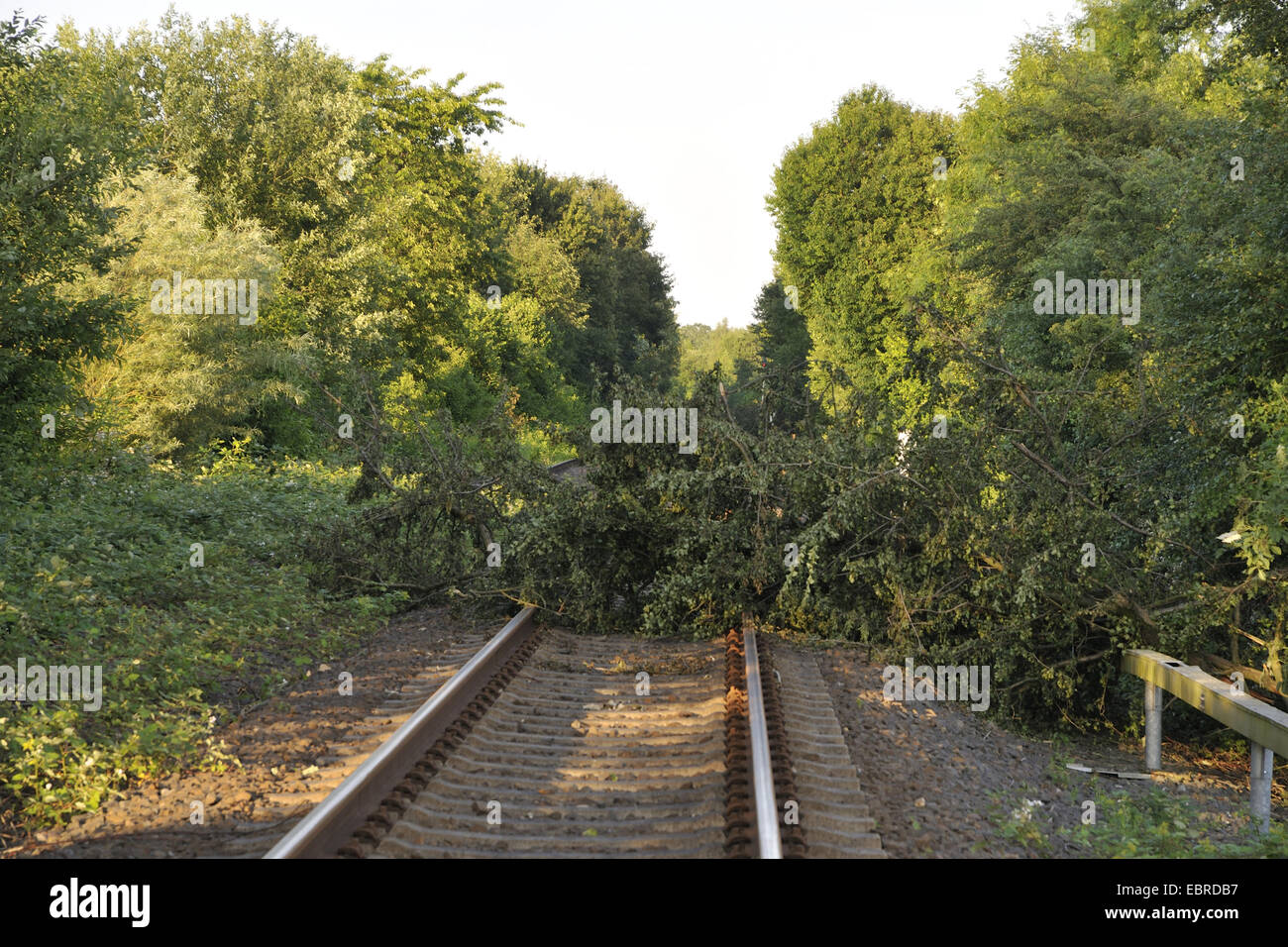 overturned tree on railtrack after storm Ela, Germany, North Rhine ...