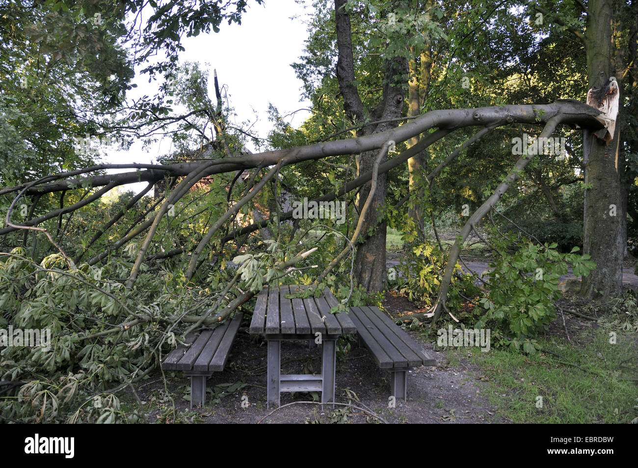 broken branch on resting place after storm front Ela, Germany, North ...