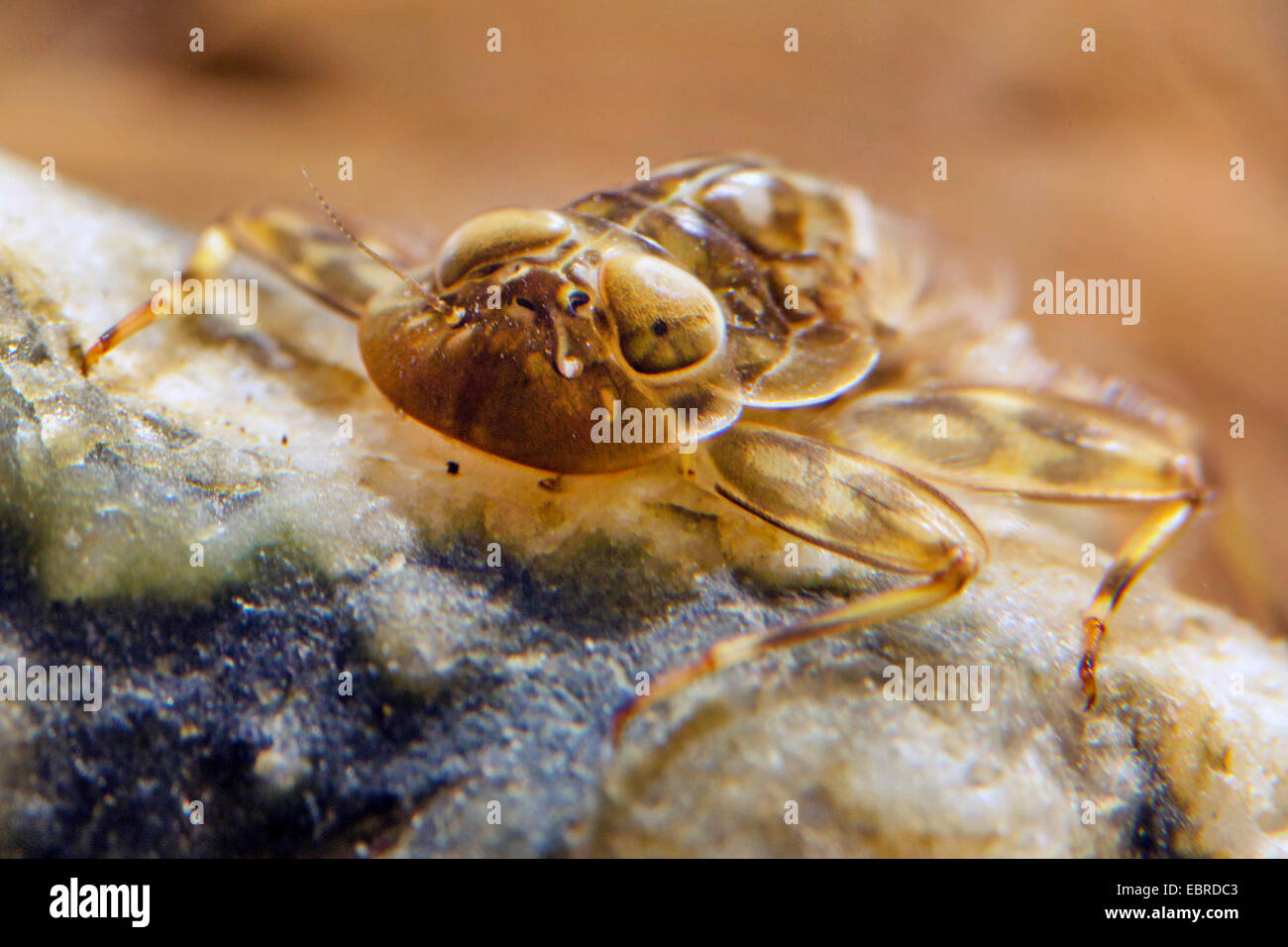 mayflies (Ephemeroptera), larva on a pebble under water, Germany ...