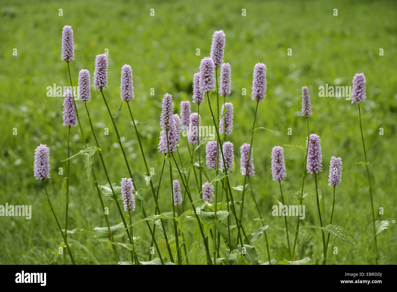 Common bistort, Meadow bistort (Polygonum bistorta, Bistorta ...