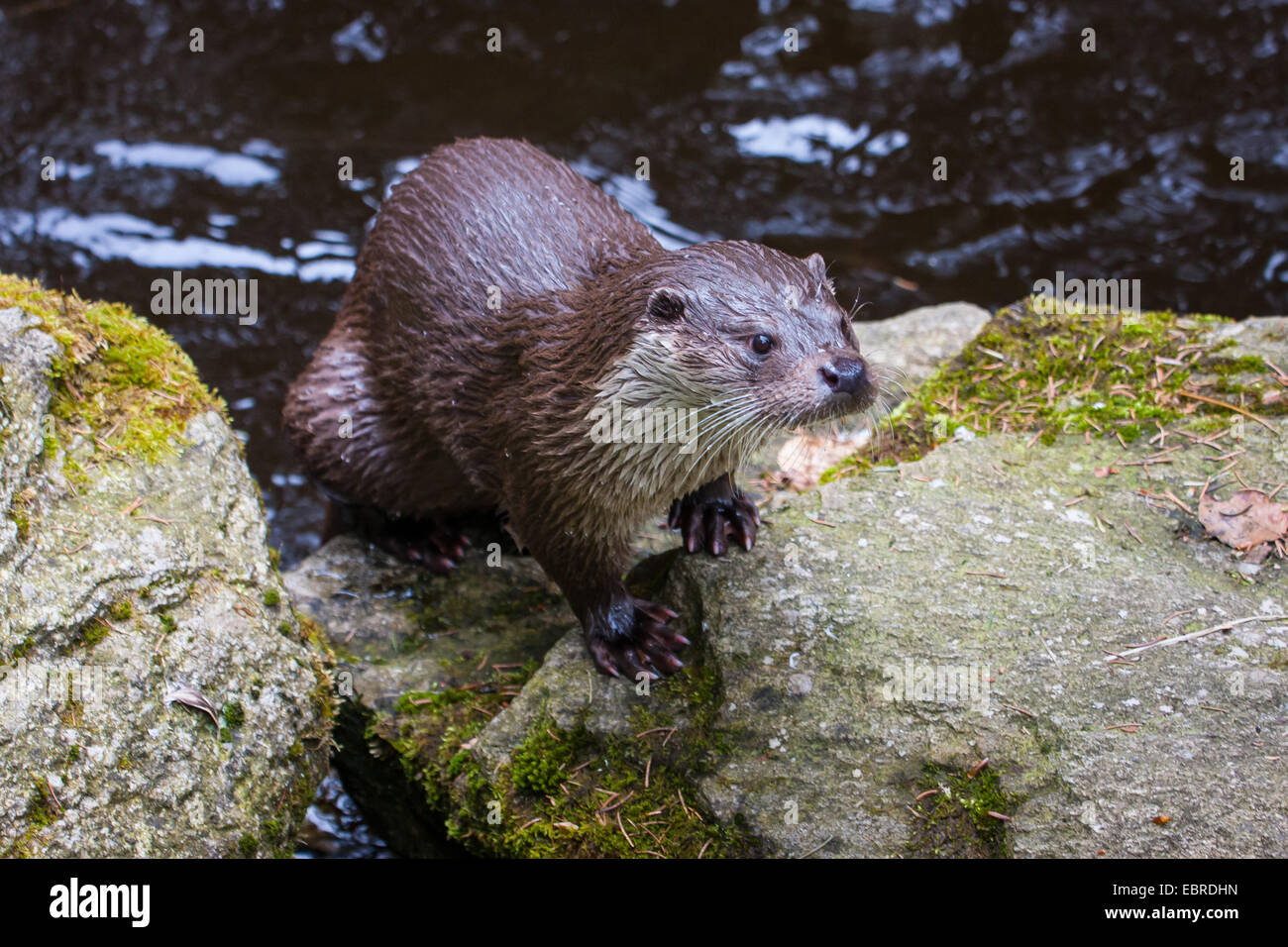 European river otter, European Otter, Eurasian Otter (Lutra lutra ...