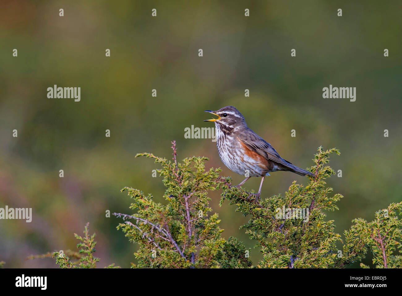 Scandinavian Thrush Stock Photos & Scandinavian Thrush Stock Images - Alamy