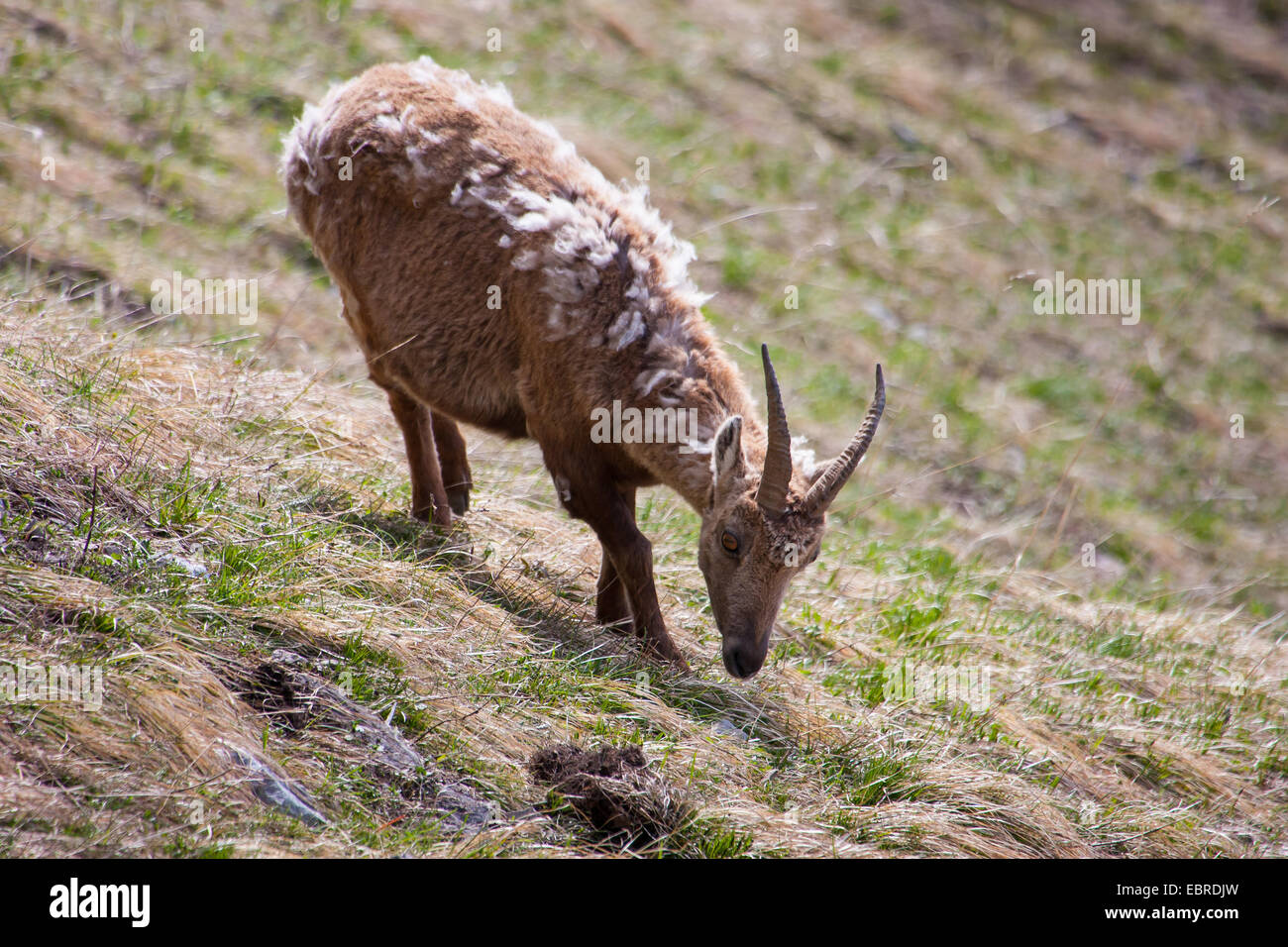 Alpine grasses 1 hi-res stock photography and images - Alamy